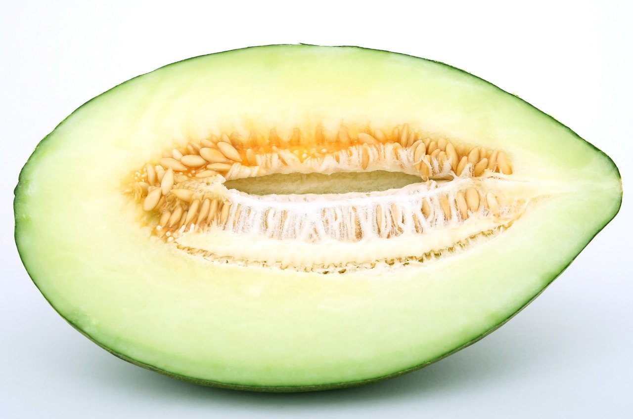 Cómo plantar melón - La Agricultura