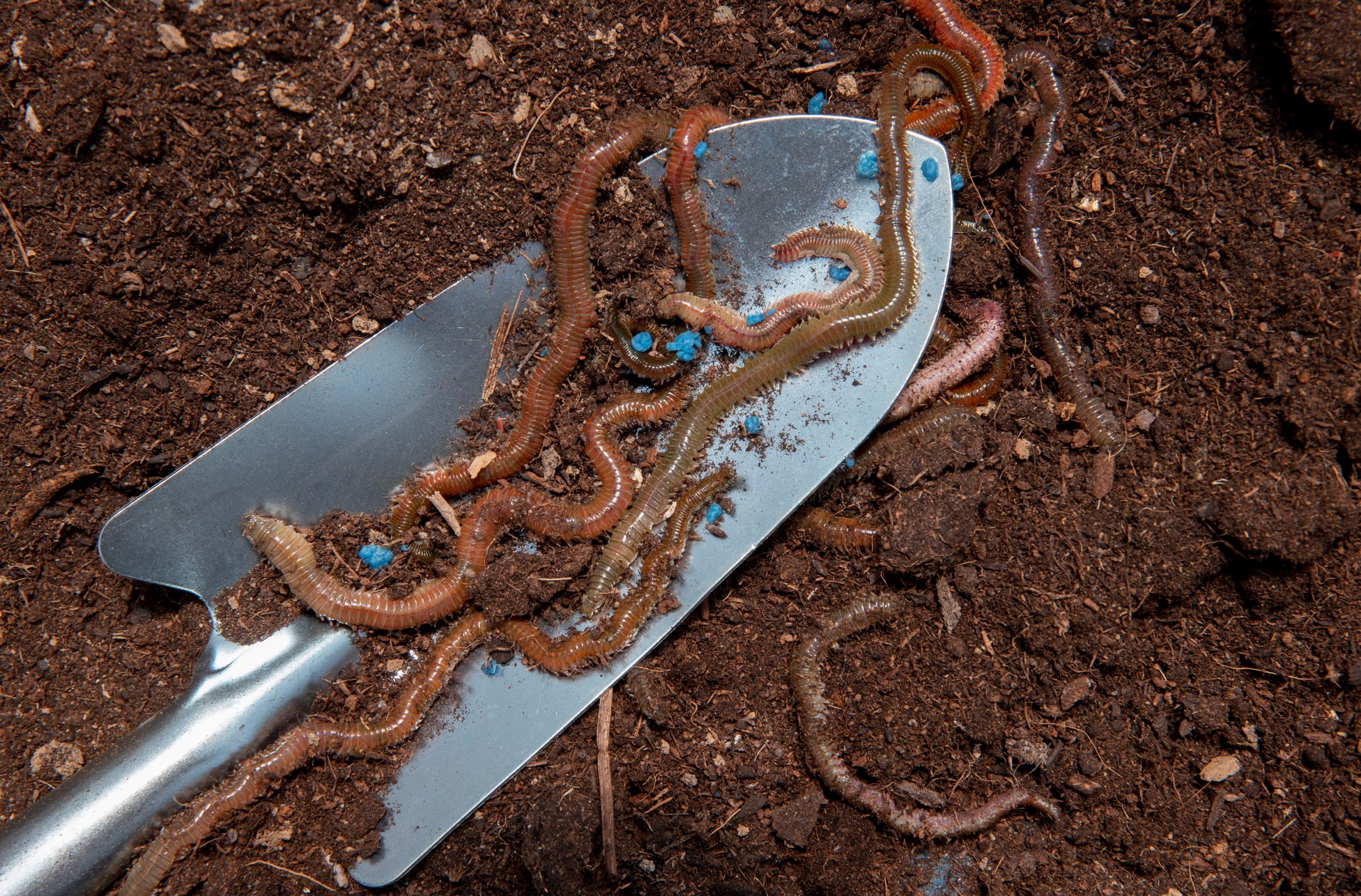 Beneficios del humus de lombriz en el huerto - La Agricultura
