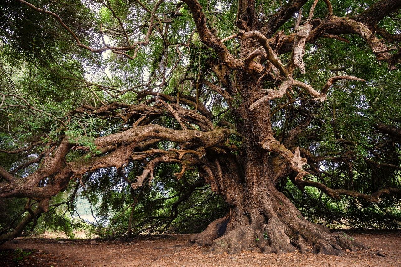 Cómo plantar olivos - La Agricultura